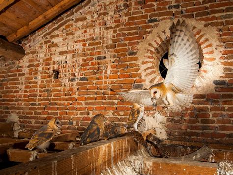 Barn Owl Nesting Complete Guide Birdfact