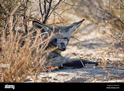 A Bat Eared Fox Resting In The Shade In Southern African Savannah Stock