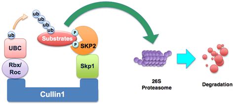 Illustration Of The Scfskp2 Complex The Scf Skp1 Cullin1 F Box E3