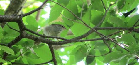 ウグイス 寺家ふるさと村 みどりの鳥 横浜市北部緑区周辺の野鳥紹介