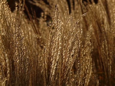 1920x1080 Wallpaper Brown Grass Field Peakpx