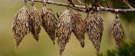 Tree And Shrub Insect Control In Overland Park Leawood And Mission Hills