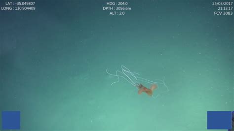 Deep Sea Squid