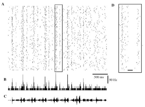 6 Temporal Coding In A Central Auditory Area Of Songbirds A Spike