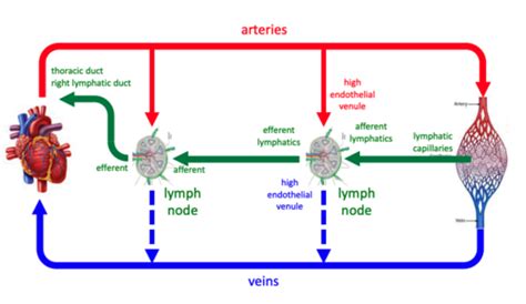 Immunology Lecture 3 Review Flashcards Quizlet