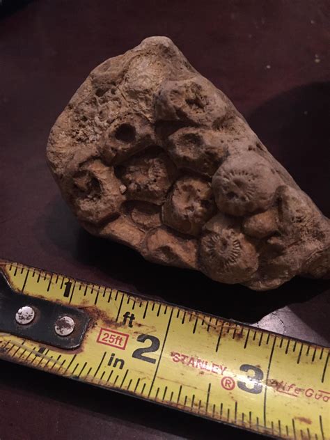 Can Someone Help Me Identify This Fossil Found In A Creek Bed In