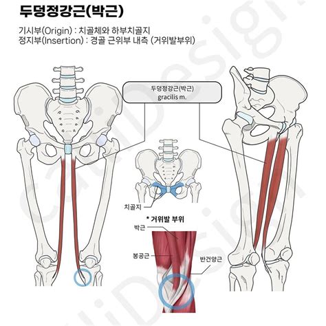 의학그림 메디컬 일러스트 Callidesign On Instagram 함께근육공부 시즌2 근육별기시정지 두덩정강근박근기시정지 캘리디자인 메디컬일러스트와 함께 차근차근