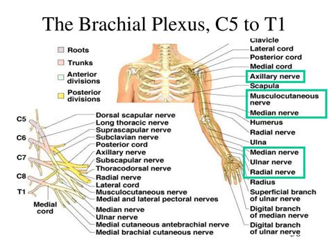 PPT Chapter 13 Spinal Cord Nerves And Reflexes PowerPoint