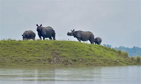 Assam Flood Claims Over 200 Animals In Kaziranga National Park