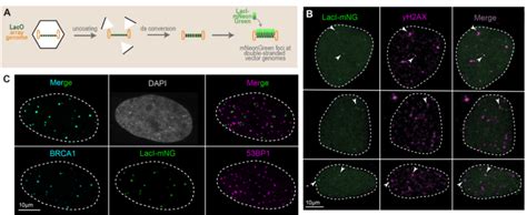 Raav Vector Genomes Vg Are Recognized As Double Strand Breaks Dsb Download Scientific