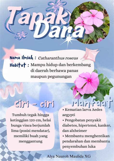 Infografik Laporan Hasil Observasi Tapak Dara BAHASA INDONESIA SMA IT