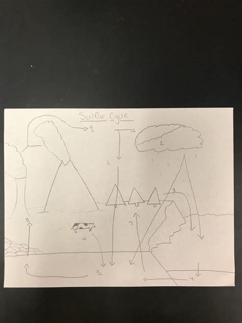 Sulfur Cycle Diagram Diagram Quizlet