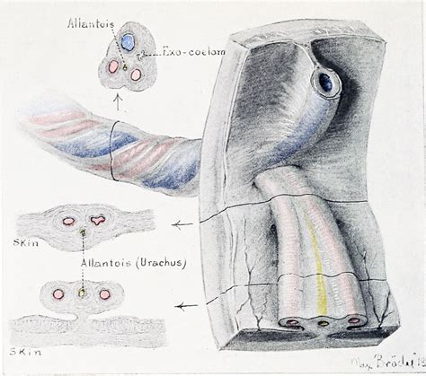 Book Umbilicus 1916 1 Embryology