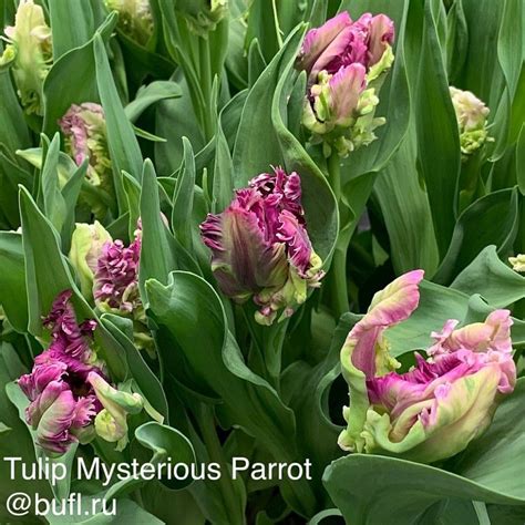 Tulip Mysterious Parrot авторское фото Bufl Ru Луковичные цветы