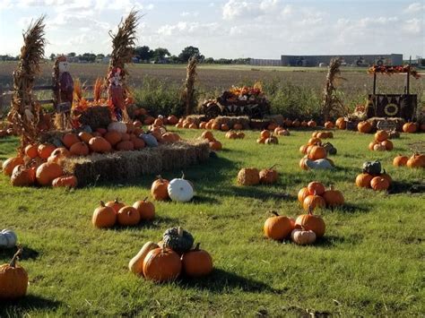 15 Best Dallas Fort Worth Pumpkin Patches Mommy Travels