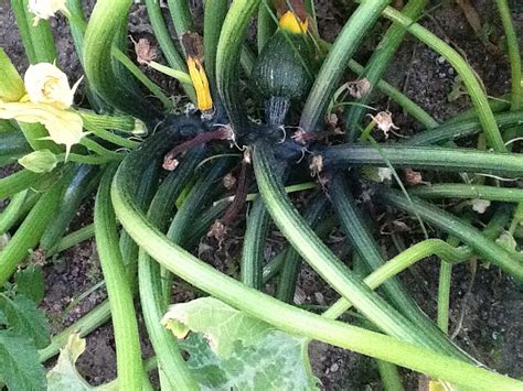 Xtremehorticulture Of The Desert Squash Fails To Fruit Without Active Bees