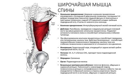 Широчайшая мышца спины качаем