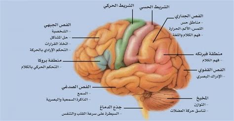 يعتبر الدماغ واحدًا من أهم أعضاء الجسم، إن لم يكن أهمها على الإطلاق