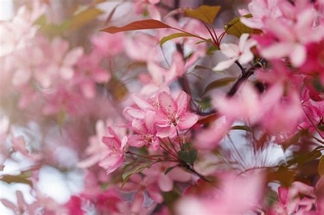 자연 배경 매크로의 아름다운 섬세한 핑크 꽃 추상적 인 자연 질감과 배경 유기 패턴의 매크로 보기 디자인용 템플릿입니다 여름 봄 개념 꽃 0명에 대한 스톡 사진 및 기타