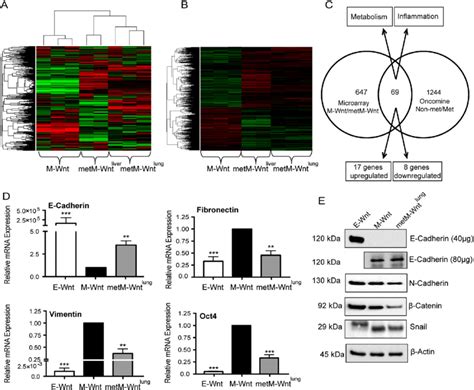 Gene Expression Analysis Of Metastatic Vs Nonmetastatic M Wnt Cells