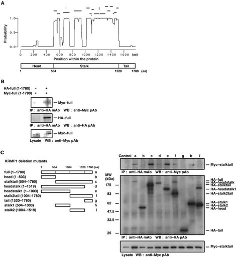 Predicted Coiled Coil Formation By Krmp1 A Sequence Analysis Using