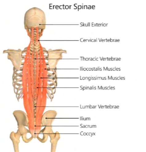 Erector Spinae Muscles Wikism Sports Medicine Wiki