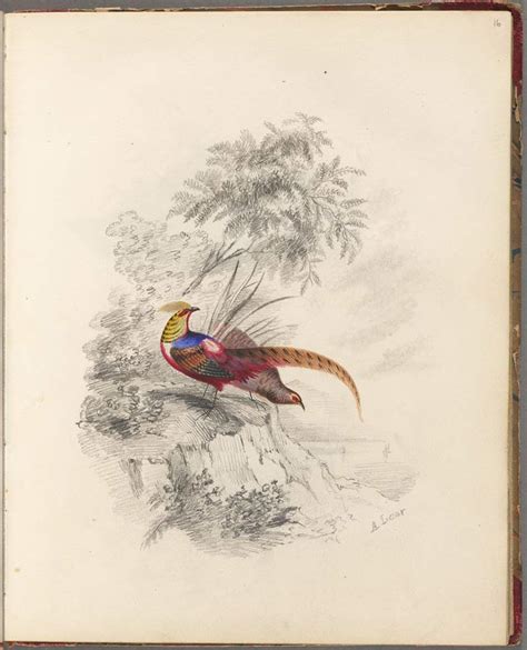 A New Collection With A Never Before Seen Portrait Of Edward Lear A