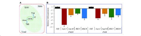 Transcript Expression Analysis Of P Aeruginosa Treated With D