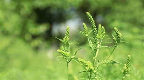 Ragweed Allergy Symptoms Treatment And Definition Zyrtec®