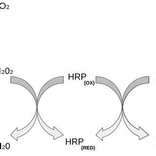 Schematic Representation Of The Redox Reaction Download Scientific Diagram