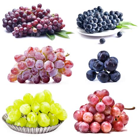 포도원 포도나무 패턴 사각형 포도 와인 메뉴와 와인