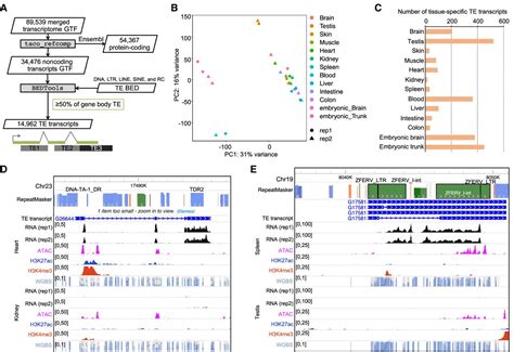 Epigenomic Analysis Reveals Prevalent Contribution Of Transposable