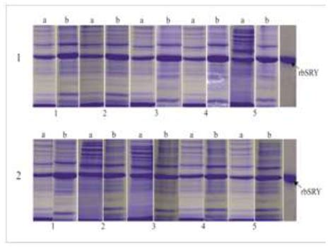 Analysis Of Methods To Improve The Solubility Of Recombinant Bovine Sex Determining Region Y