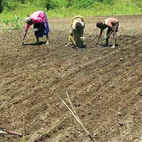 C Planting Using Forked Rake Of 30 Cm Apart For Drilling Method