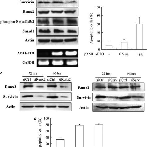 Analysis Of Runx2 And Survivin Expression In Prostate Cancer Cells A Download Scientific