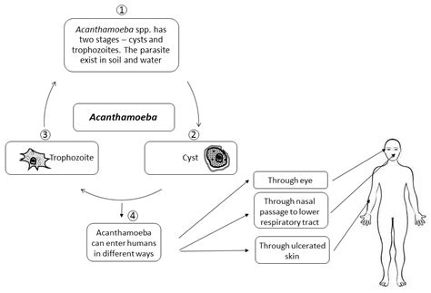 Acanthamoeba Keratitis Life Cycle