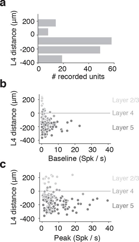 Figures And Data In Neural Coding In Barrel Cortex During Whisker Guided Locomotion Elife