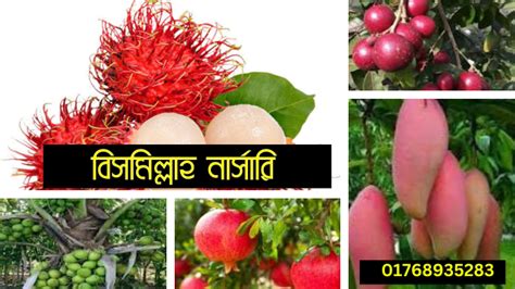 দেলোয়ারস গার্ডেন বৃক্ষপ্রেমী গাছের জন্য মাটি তৈরি করার বেসিক পদ্ধতিঃ সাধারণ গাছের মাটি