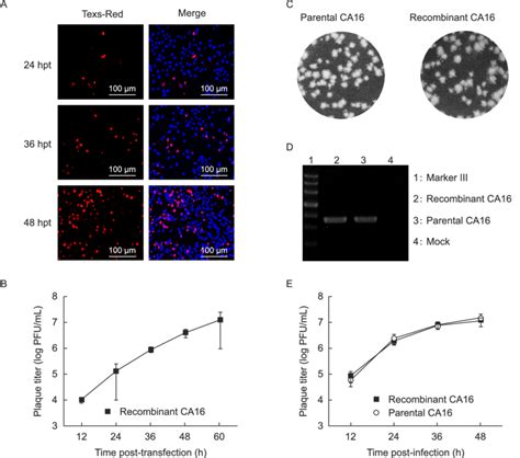 Production and characterization of the recombinant infectious CA16 ...