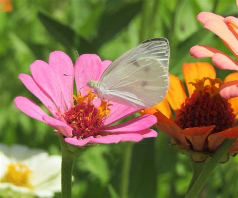 Pieris Brassicae In Crete Greece Large White