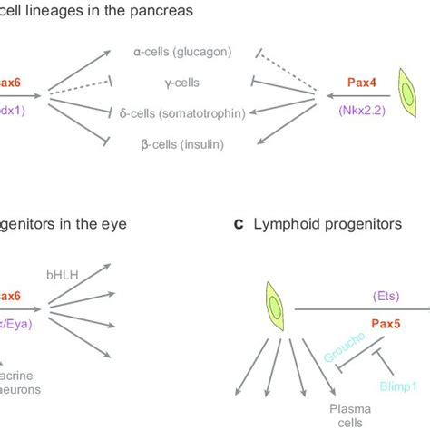 Pdf The Role Of Pax Genes In The Development Of Tissues And Organs