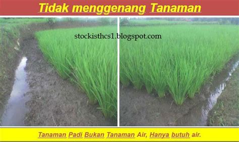 CARA TERBAIK BUDIDAYA TANAM PADI SEKARANG Menjadikan Petani Dan