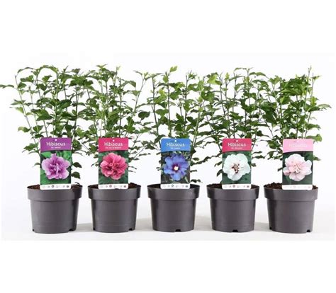 Hibiscus Syriacus Green Solutions