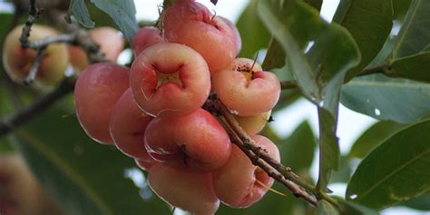 Kebaikan Jambu Air Merah Masam Karen Forsyth