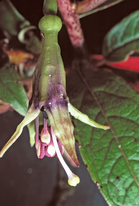 Fuchsia Excorticata • New Zealand Plant Conservation Network