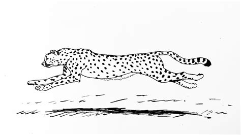 How To Draw A Cheetah Running Rowwhole3
