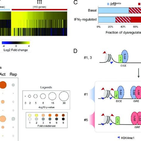 Irf1 And Irf8 Are Required For Transcriptional Activation By Ifn γ In Download Scientific