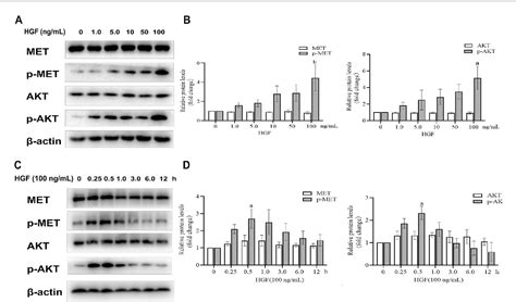 Figure 2 From Hepatocyte Growth Factor Promotes Retinal Pigment
