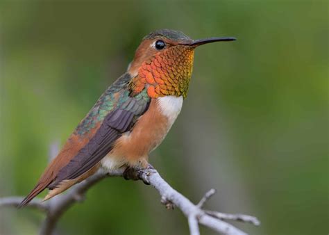 15 Types Of Hummingbirds In The United States 2025 Bird Watching Hq