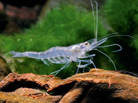 Ghost Shrimp Neocaridina Colorless For Sale Aqua Plants Manila
